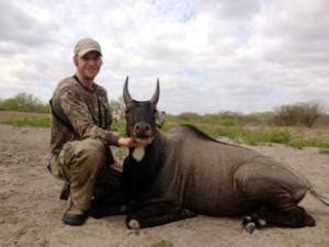 Guided Nilgai Hunting Texas All Seasons Guide Service