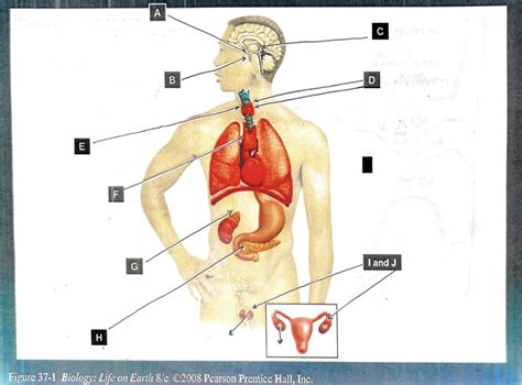 Biol 1010 Endocrine System Diagram Diagram Quizlet