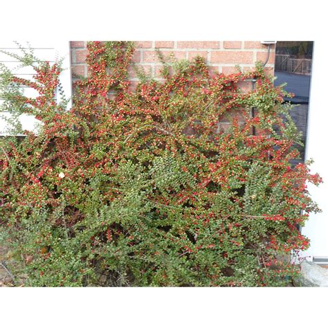Creeping Cotoneaster Cotoneaster Horizontalis Ideal For Ground Cover