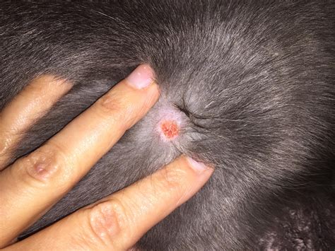 Cat Has A Sore On Hind Leg And Cleans It Should I See A Vet Petco
