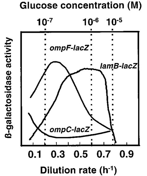 Ompf Ompc And Lamb Expression Patterns During Glucose Limited Growth