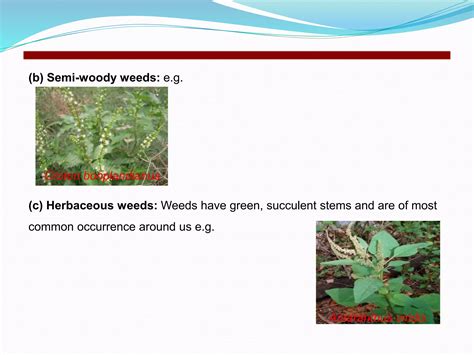 Weed Classification Pptx