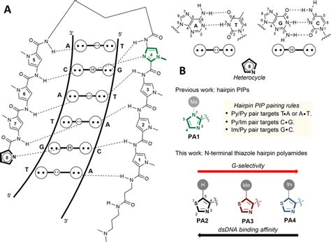A General Binding Mode Of Hairpin Polyamides B Structures Of