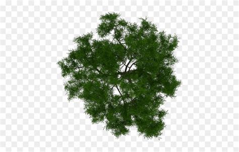 Tree Floor Plan Png Viewfloor Co
