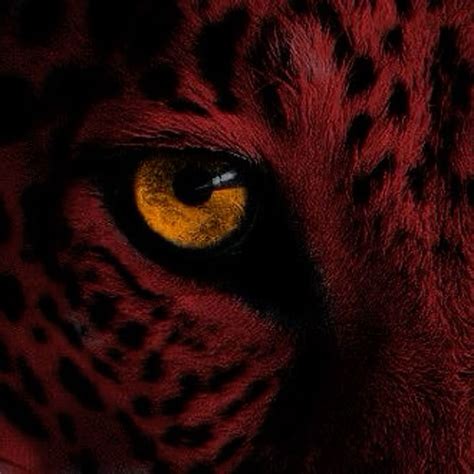 Andy Powerless In 2024 Shapeshifter Original Image The Originals