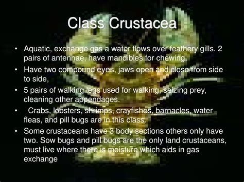 Ppt Characteristics And Classes Of Arthropods Powerpoint Presentation