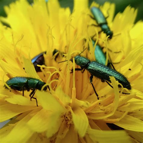 Green Shield Bug Our Gardens Matter