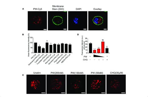 The Uptake Of Pw In Thp 1 Derived Macrophages And The Modulation Of