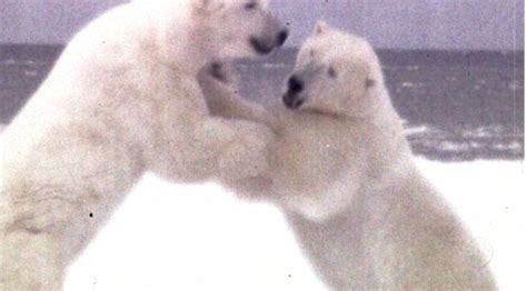 Polar Bears Lostpedia Fandom