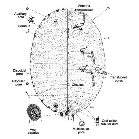 Dysmicoccus Orchidum Scale Insects