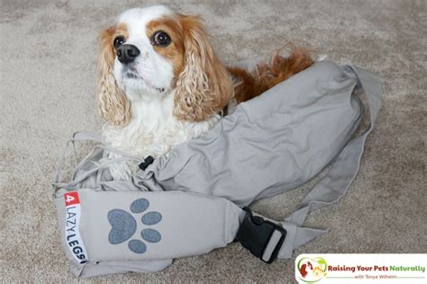 Soft Pet Dog Carrier Sling 4lazylegs Pets Carrier Review Raising