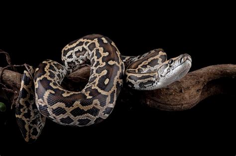 Premium Photo A Python Is Pictured On A Black Background
