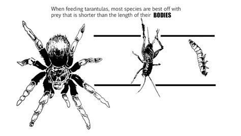 Tarantula Sling Husbandry A Comprehensive Guide Toms Big Spiders