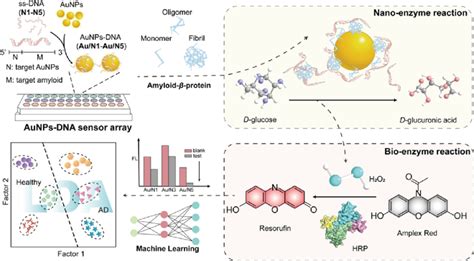 Dual Enzyme Coupled Signal Amplification Strategy To Construct A Download Scientific Diagram