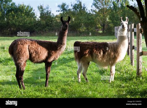 Pair Of Adult Llamas One Male One Female At Ferme De L Eglise Normandy France Stock Photo