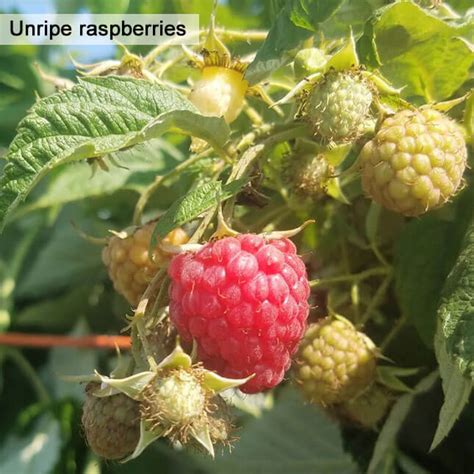 About Raspberries Canadas Local Gardener Magazine