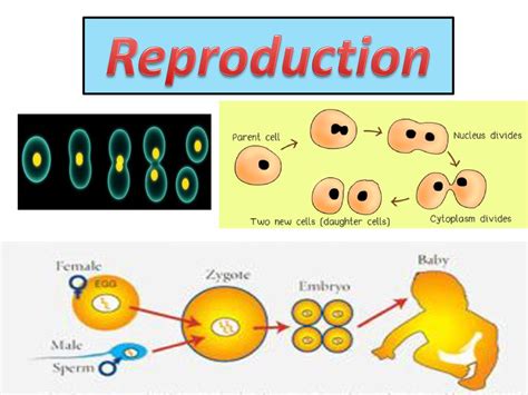 Reproduction. - ppt download