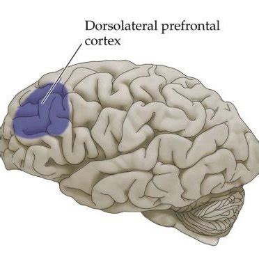 Figure Dorsolateral Prefrontal Cortex Download Scientific Diagram