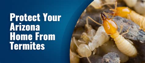 Protect Your Arizona Home From Termites Blue Sky Pest Control