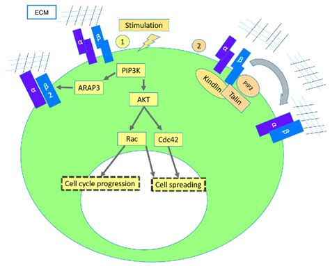 Inside Out Integrin Mediated Cell Spreading Cell Spreading Is