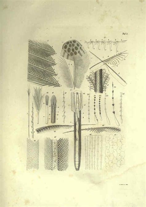 Reproducción Reproduction 6309094706 Nitzsch´s Pterylography London Pub For The Ray Society By