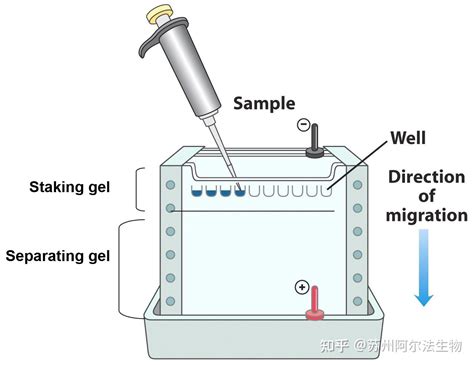 为什么用电泳法能将不同蛋白质的混合物分离开来？ 知乎