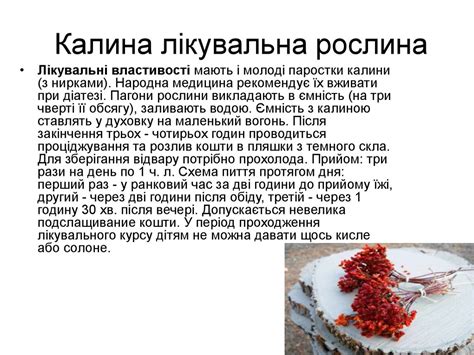 Калина - український символ - презентация онлайн