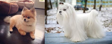 Pomeranian Vs Maltese Breed Comparison Mydogbreeds