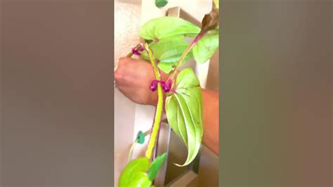 Hanging Ube Vine In Our Dining Room Purple Ube Purple Yam