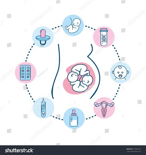 Set Pregnancy Fertilization Process Biology Reproduction Vector De Stock Libre De Regalías