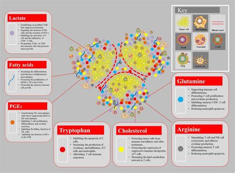 The Cancer Metabolic Reprogramming And Immune Response