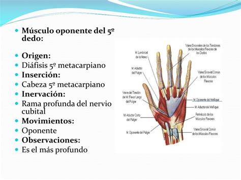 Ppt Musculos De La Mano Powerpoint Presentation Free Download Id