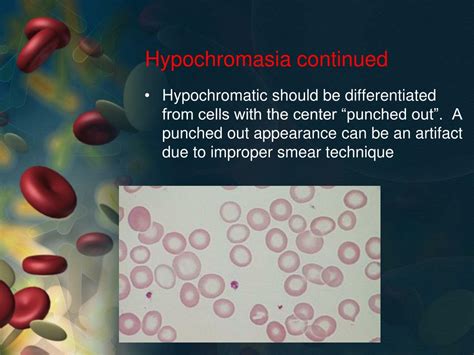 Ppt Erythrocytes Aka Rbcs Powerpoint Presentation Free Download