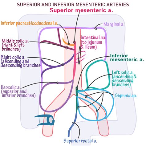 Gross Anatomy Glossary Arteries Superior And Inferior Mesenteric