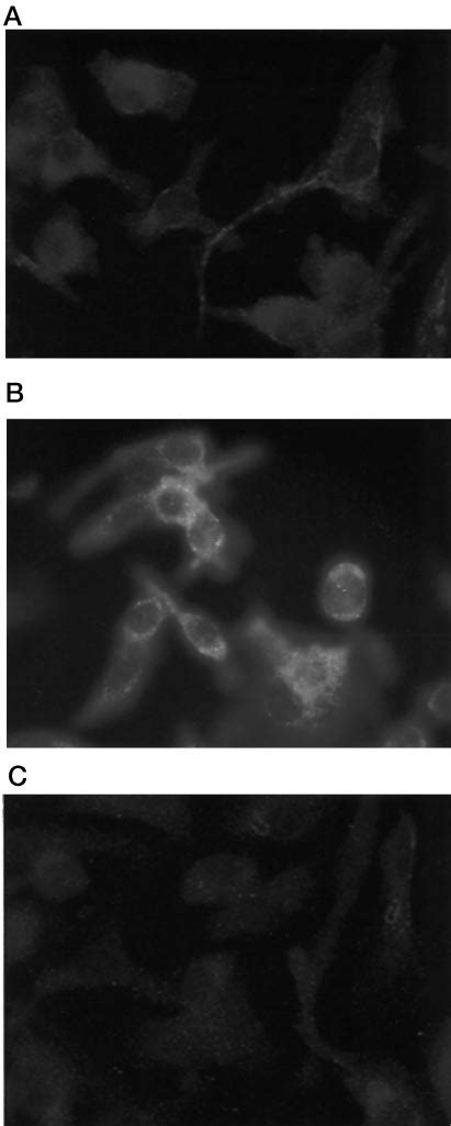 Subcellular Localization Of Mrp In Activated Macrophages And Mrp