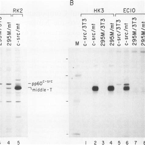 Stoichiometry Of Tyrosine Kinases In The Middle T Antigen Tyrosine