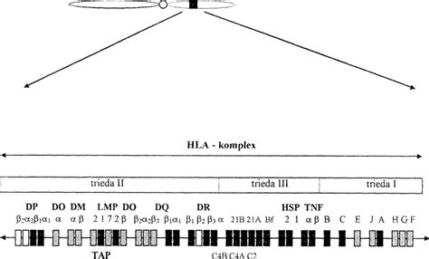 The gene map of the HLA complex Obr Génová mapa HLA komplexu Download Scientific Diagram