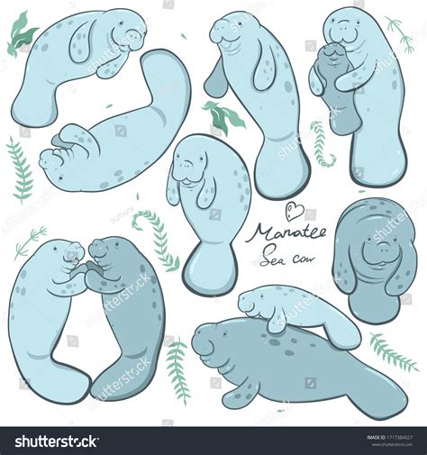 Enkel Manatee Tegning