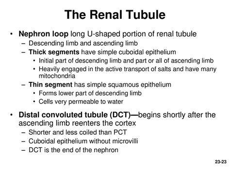Chapter 23 Lecture Outline Ppt Download
