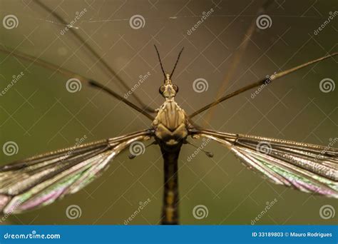 Crane Fly Insect Stock Image Image Of Spring Tipulidae 33189803