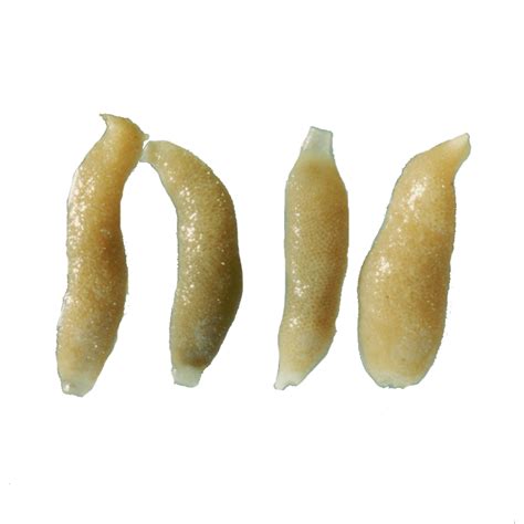 Scypha Scypha