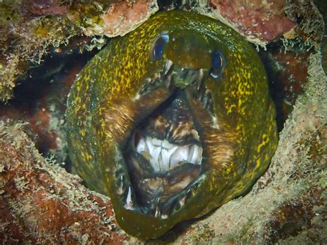 Moray Eels Top Predators With An Arsenal Of Defences