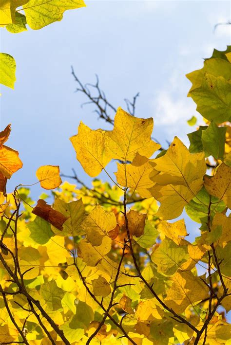 Tulip Poplar Dormant Season Sampling Protocol By Adventure Scientists