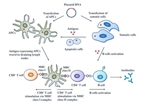 Antibody Development For Transmembrane Proteins Creative Diagnostics