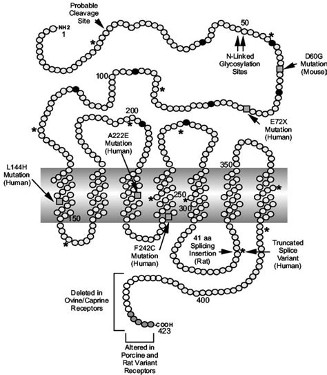 Schematic Structure Of The Ghrh Receptor Key Features Referred To In