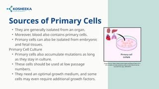 Primary Cells The Indispensable Tools For Research And Drug