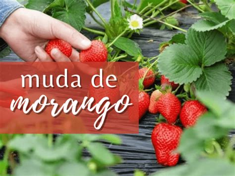 Como Fazer Muda De Morango Passo A Passo Fácil