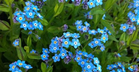 Went For A Walk The Other Day And Ran Into These Beauties Could You