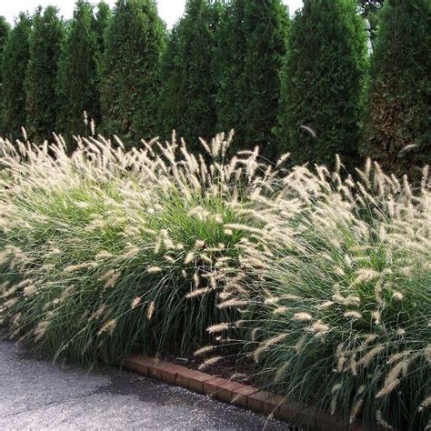 Pennisetum Alopecuroides Rasadnik „jelena”