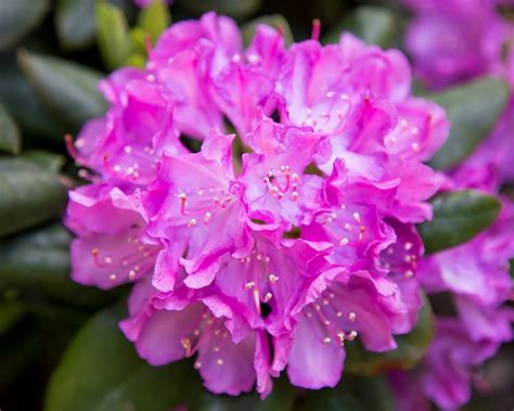 Roseum Elegans Rhododendron Wagon Wheel Inc